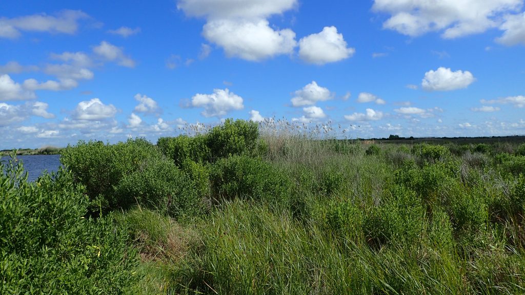 Marsh 101 – RESTORE Food Web