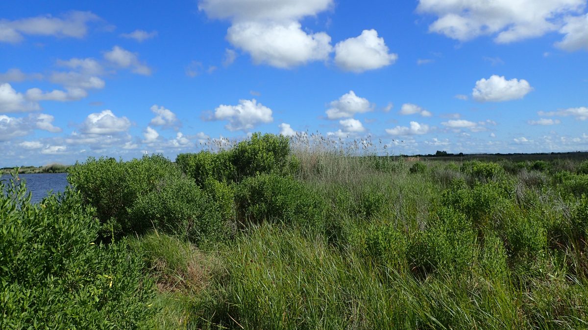 Marsh 101 – RESTORE Food Web