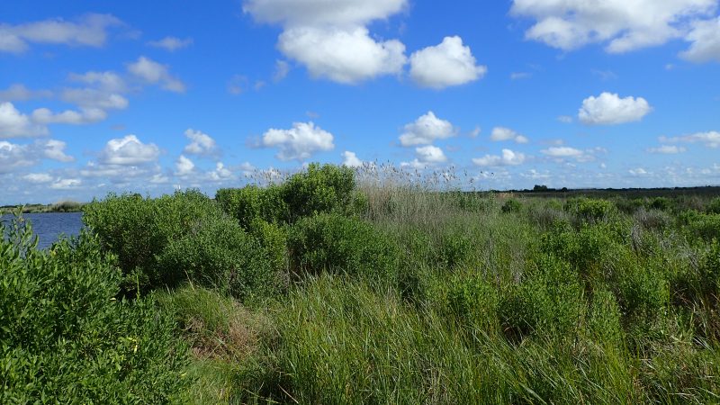 Marsh 101 – RESTORE Food Web